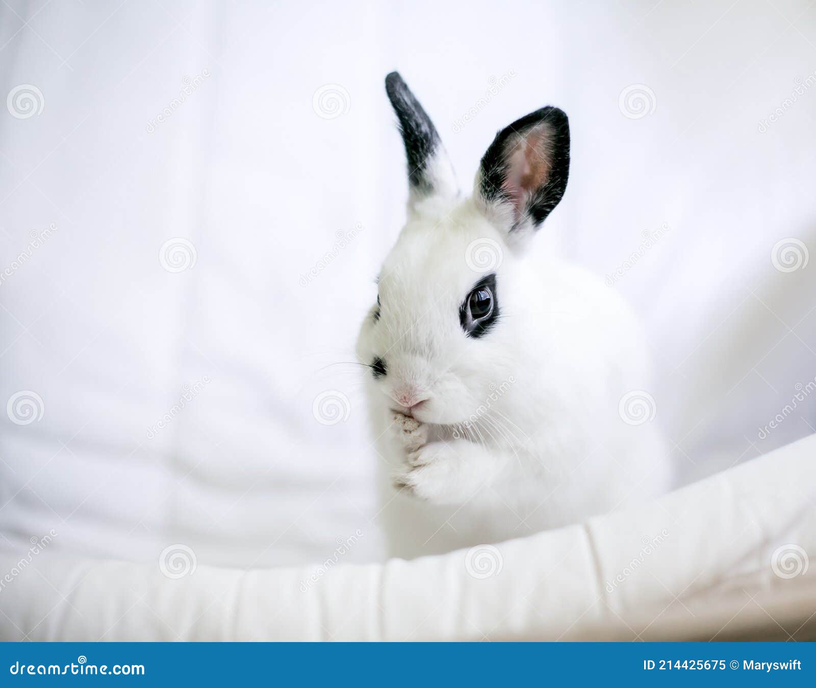 A Black and White Dwarf Rabbit Washing Its Face Stock Image - Image of ...