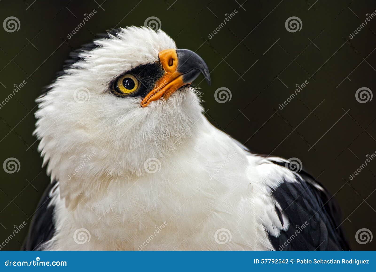 Black and white eagle stock photo. Image of eagle, hawk - 57792542