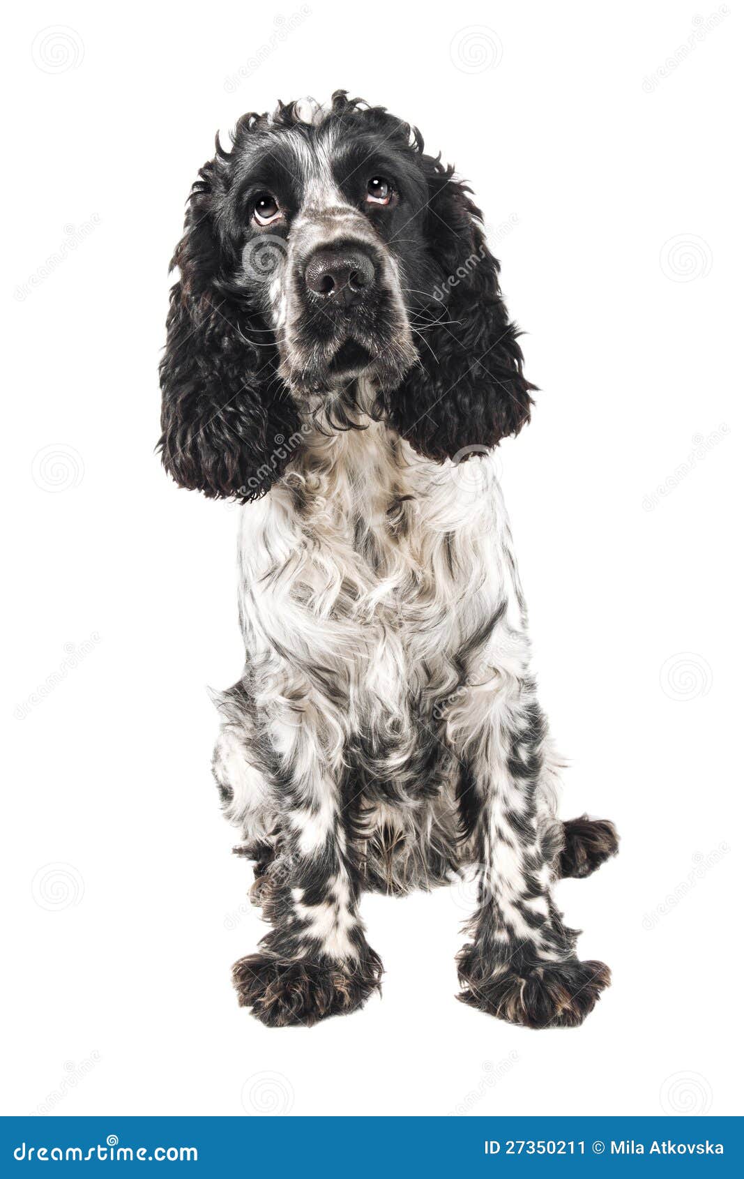 Black and White English Cocker Spaniel Looking Up Stock Image - Image ...