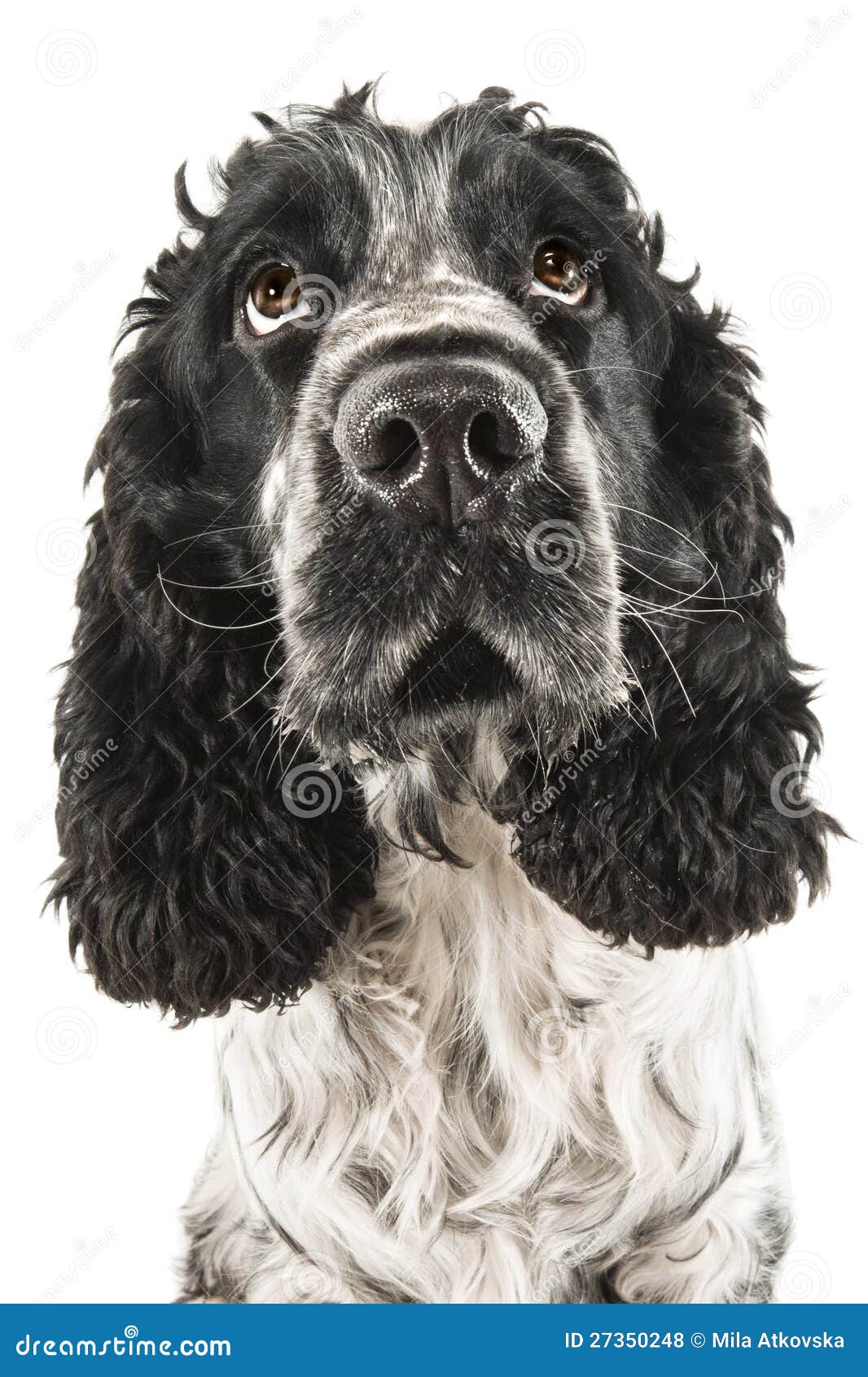 Black and White English Cocker Spaniel Looking Up Stock Photo - Image ...