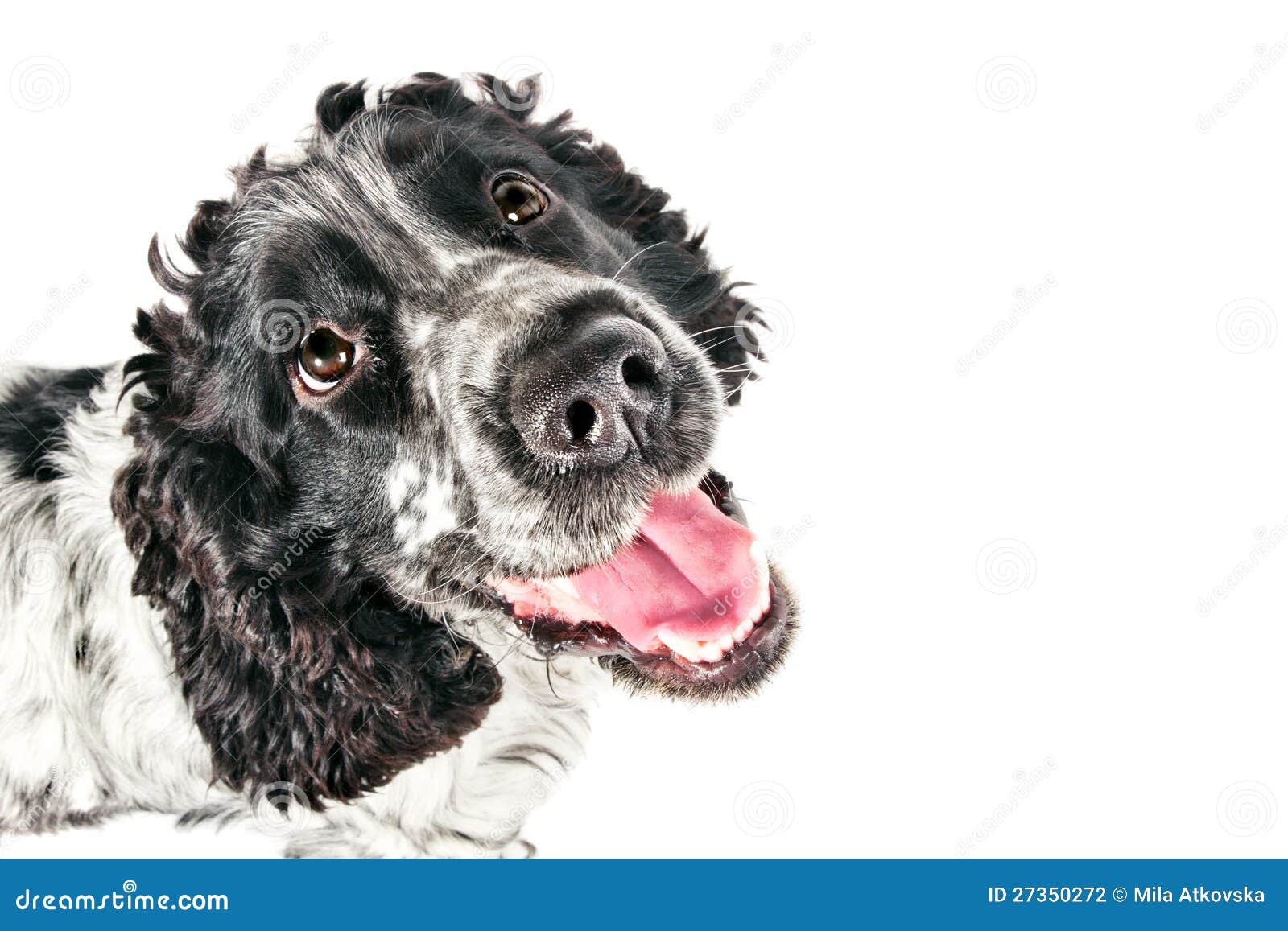 Black and White English Cocker Spaniel Looking Up Stock Photo - Image ...