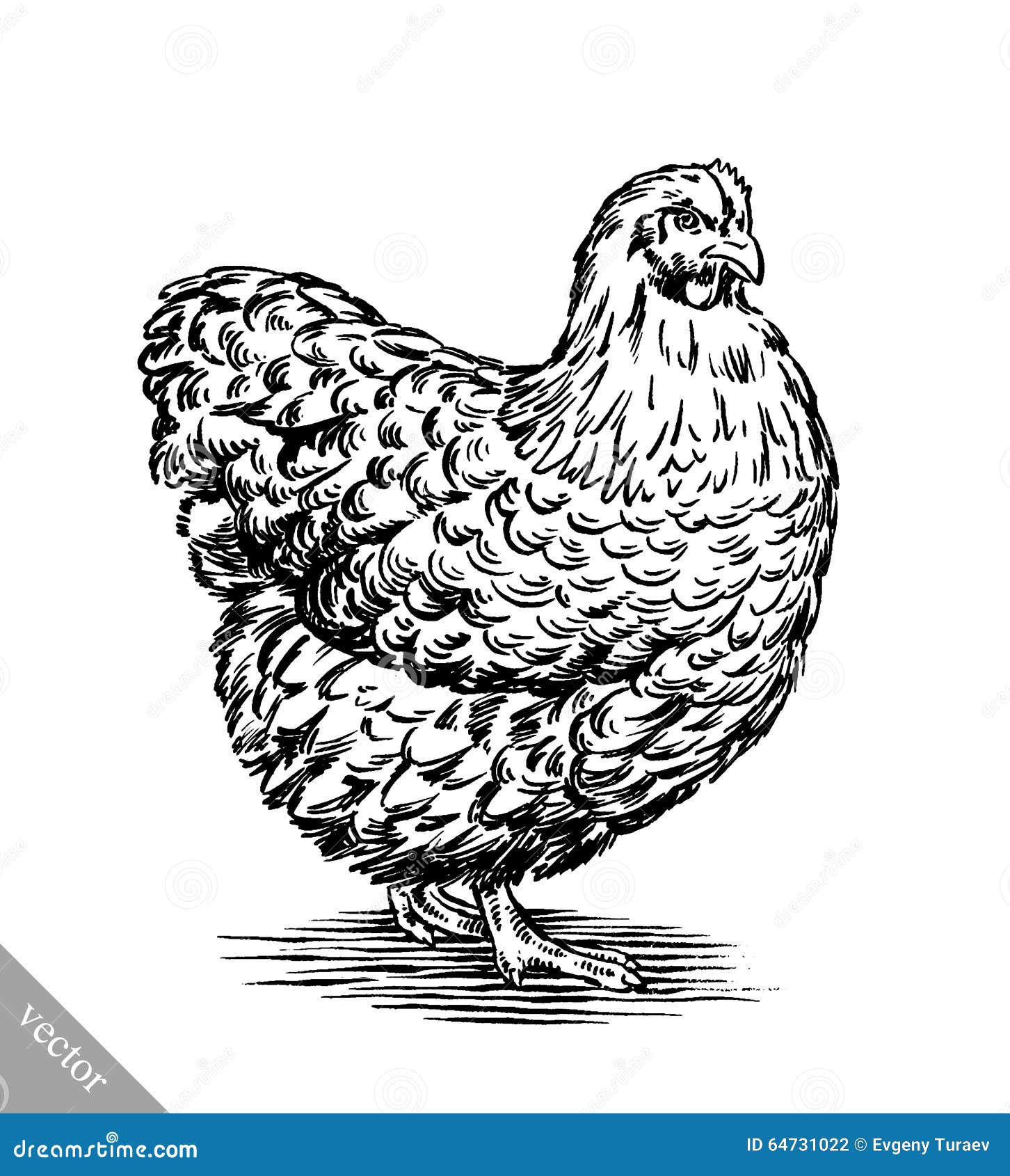 Chicken Illustration, Drawing, Engraving, Line Art, Realistic Cartoon ...