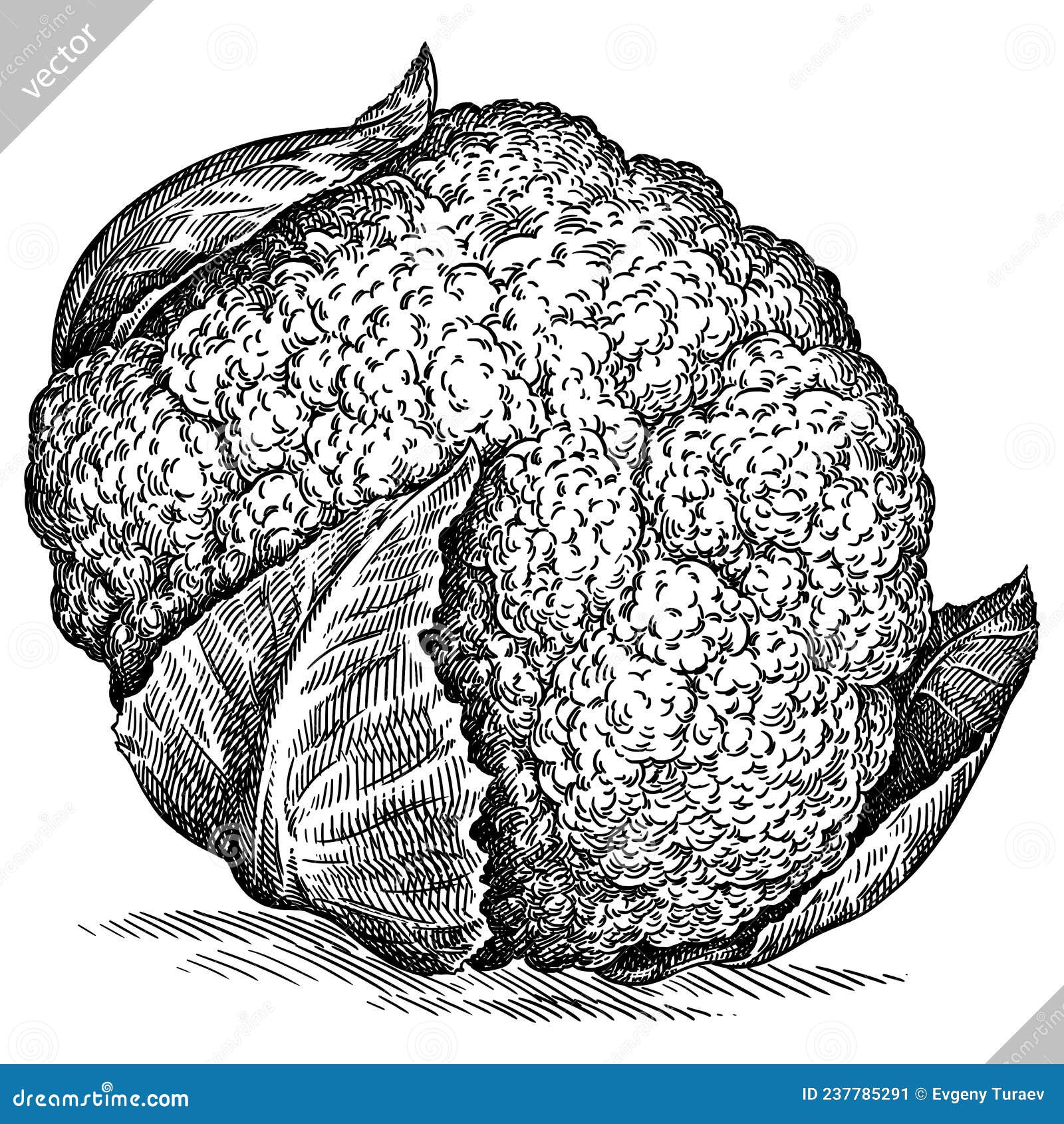 Cauliflower Vector Drawing On Isolated White Background | CartoonDealer ...