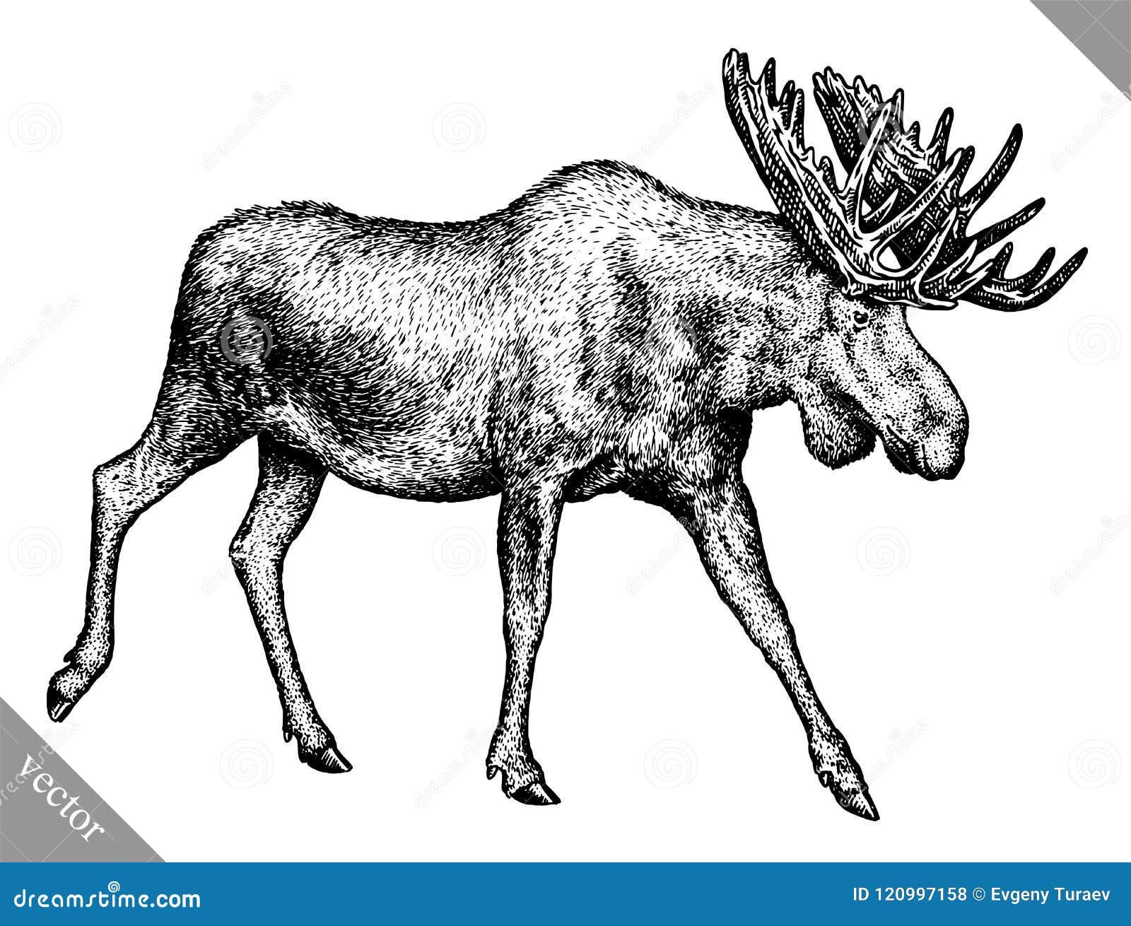 Black and White Engrave Isolated Elk Hand Draw Vector Illustration ...