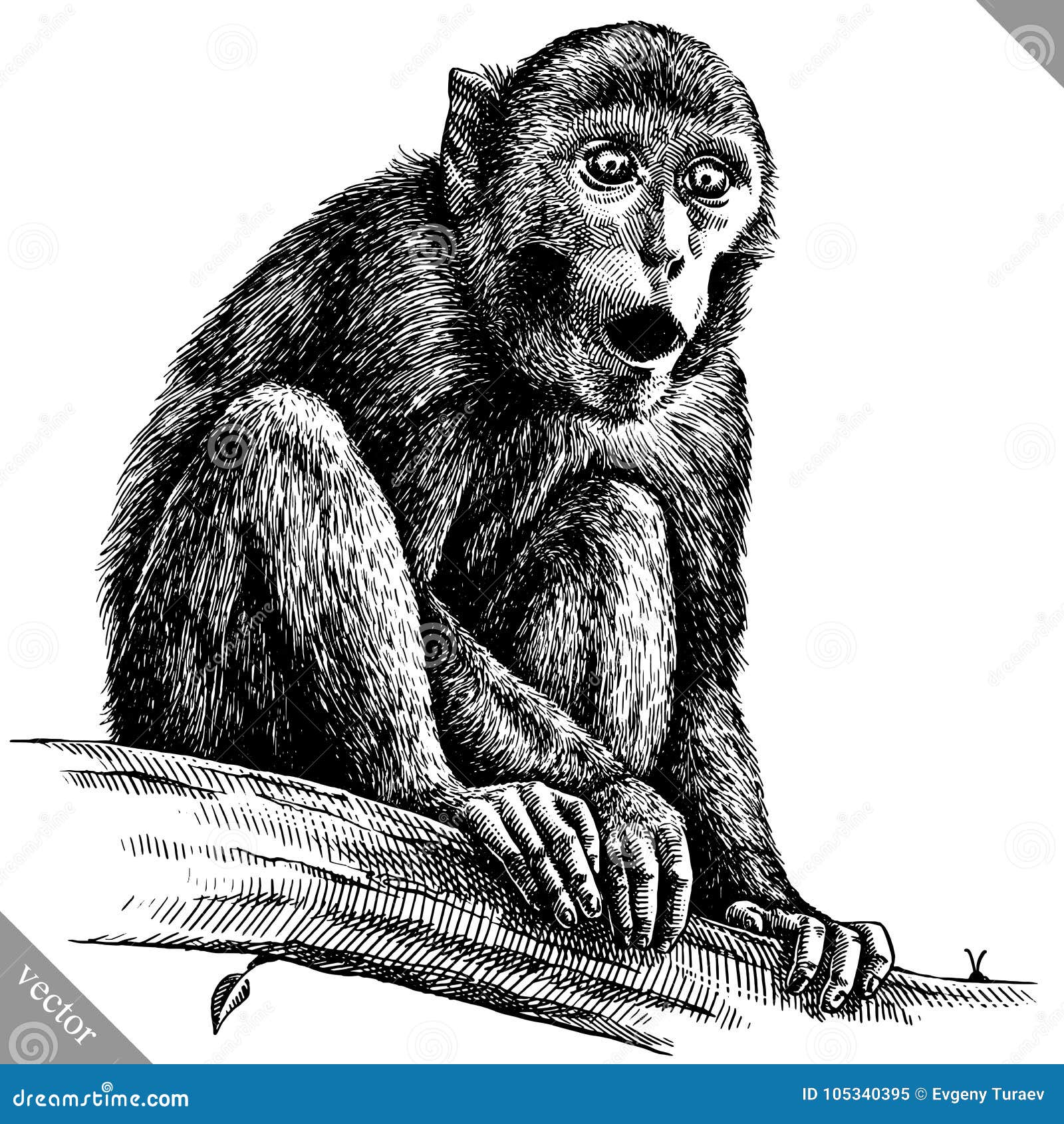 Black and White Engrave Isolated Monkey Vector Illustration Stock ...