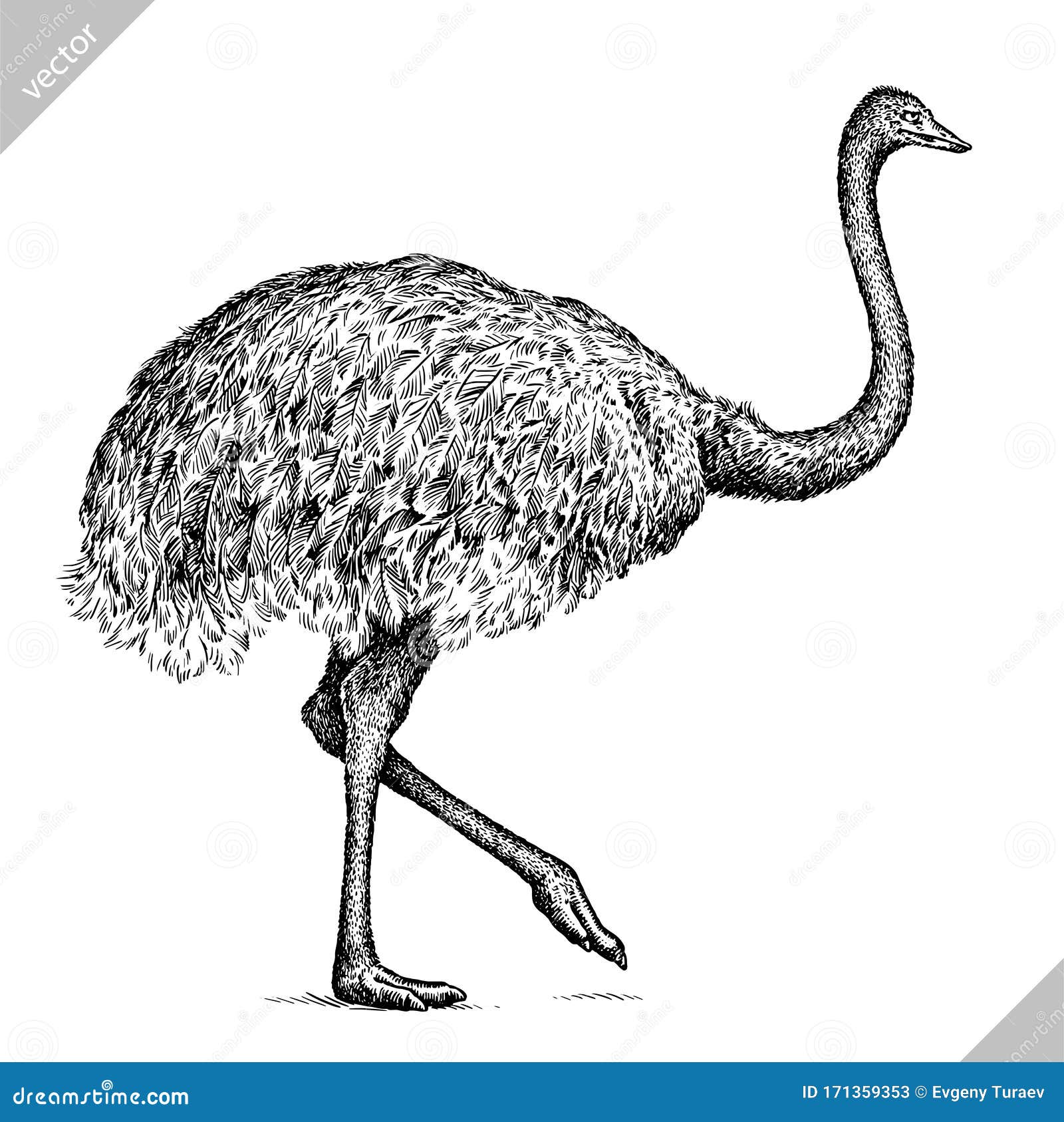 Ostrich. Vector Drawing | CartoonDealer.com #114574489