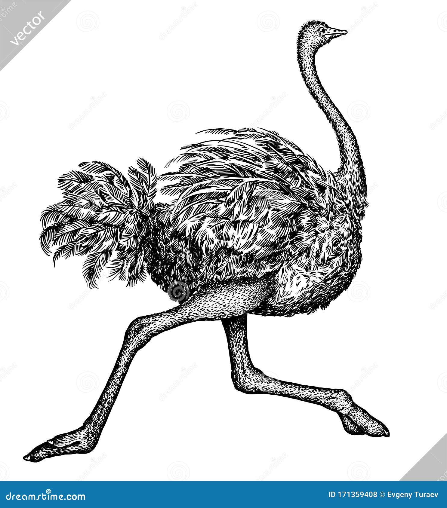 Ostrich. Vector Drawing | CartoonDealer.com #84850860