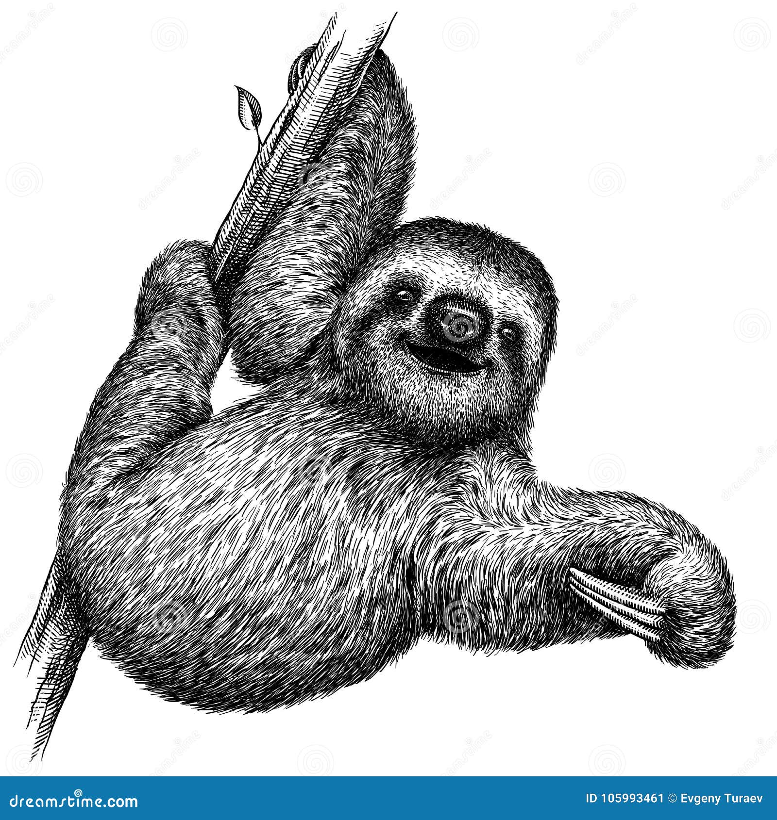 Black And White Engrave Isolated Sloth Illustration Royalty-Free Stock ...
