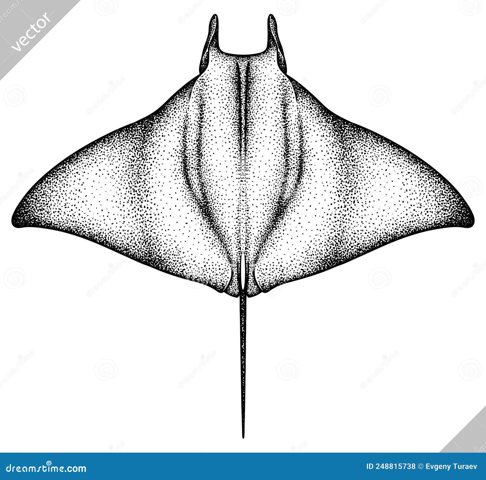 Black and White Engrave Isolated Stingray Vector Illustration Stock ...