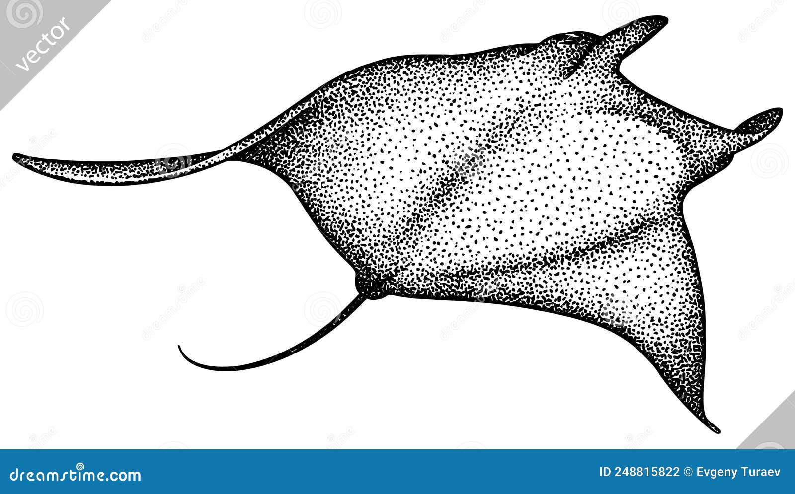 Black and White Engrave Isolated Stingray Vector Illustration Stock ...