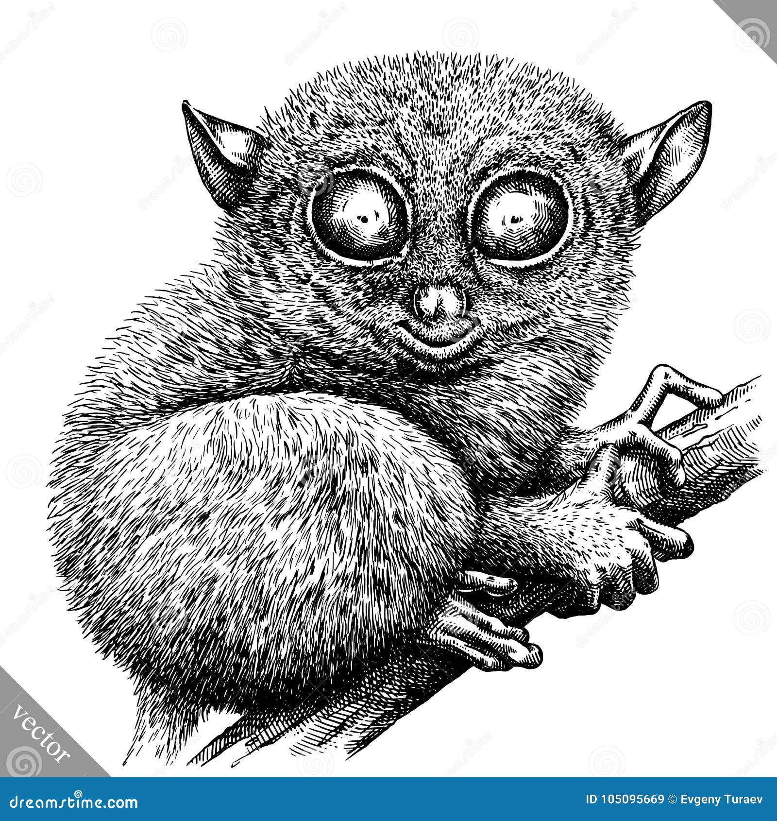 Black and White Engrave Isolated Tarsier Vector Illustration Stock ...