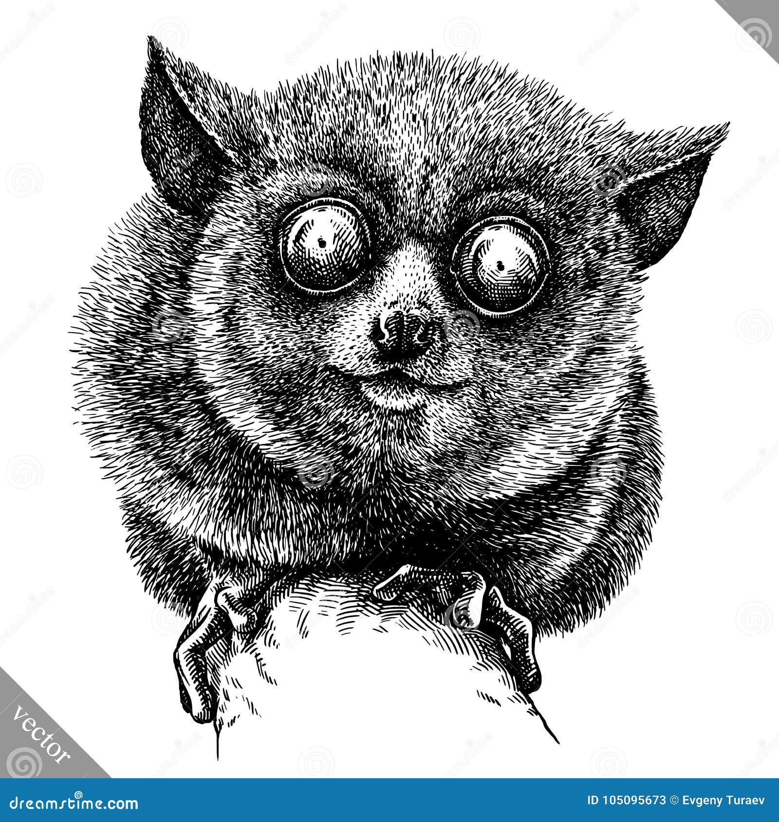 Black and White Engrave Isolated Tarsier Vector Illustration Stock ...