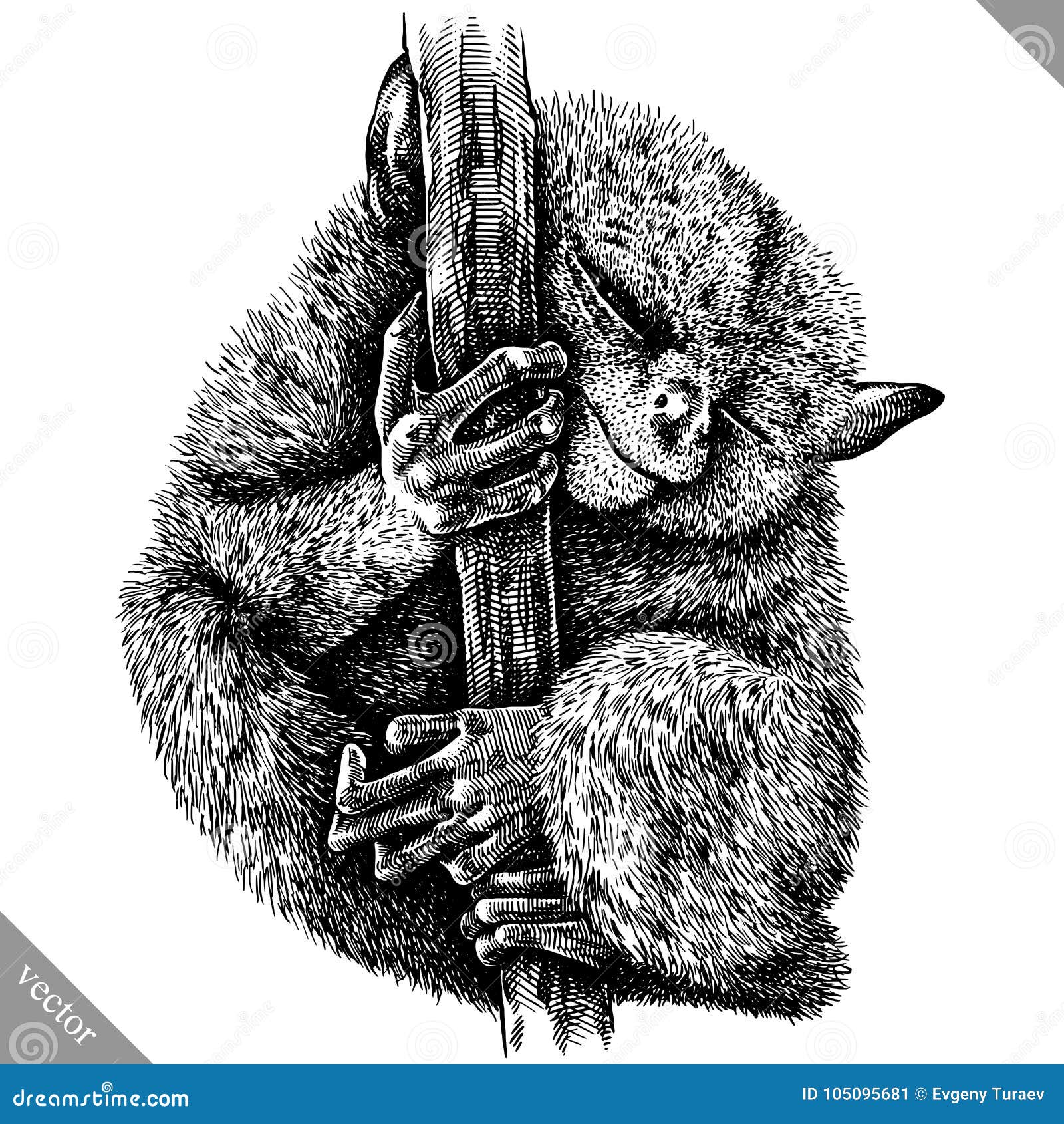 Black and White Engrave Isolated Tarsier Vector Illustration Stock ...