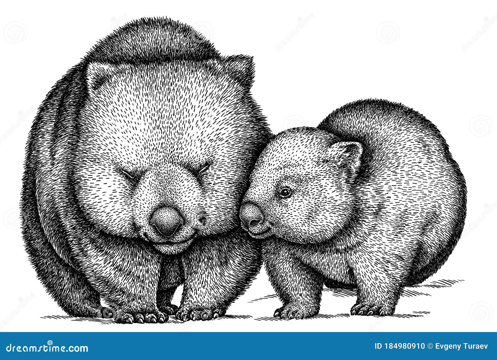 Black and White Engrave Isolated Wombat Illustration Stock Illustration ...