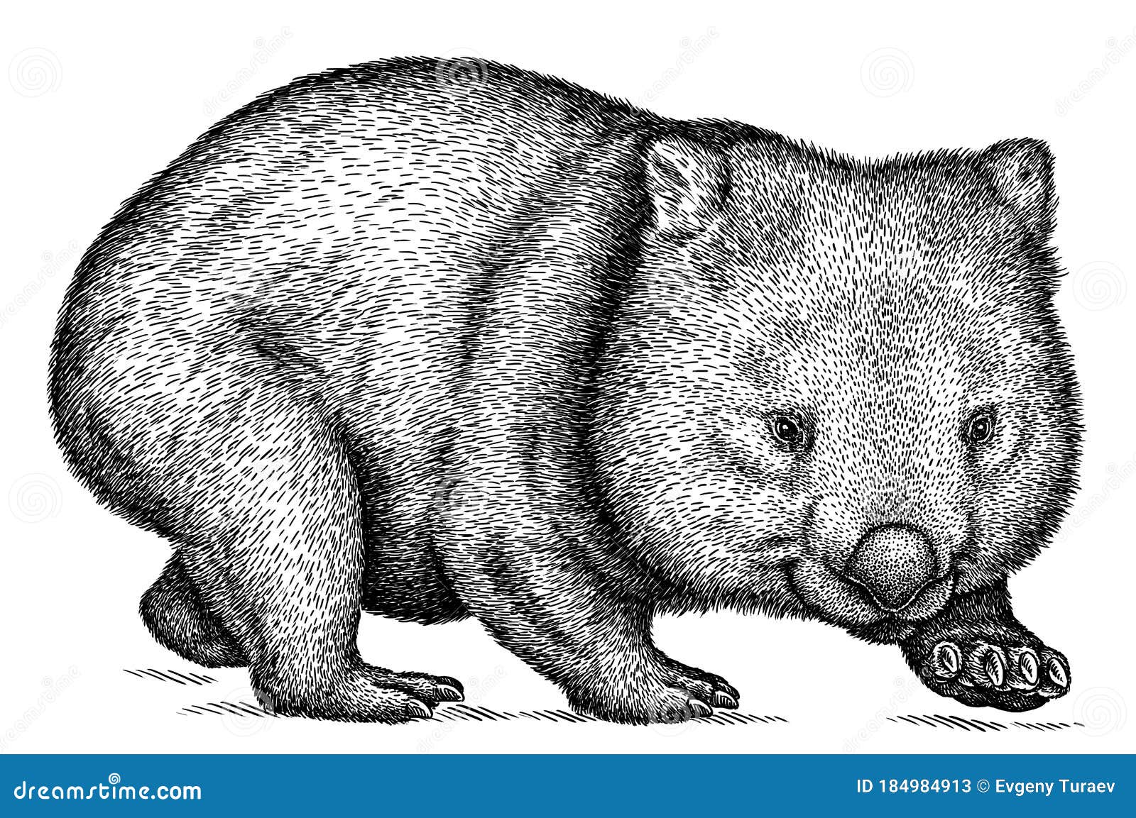 Black and White Engrave Isolated Wombat Illustration Stock Illustration ...
