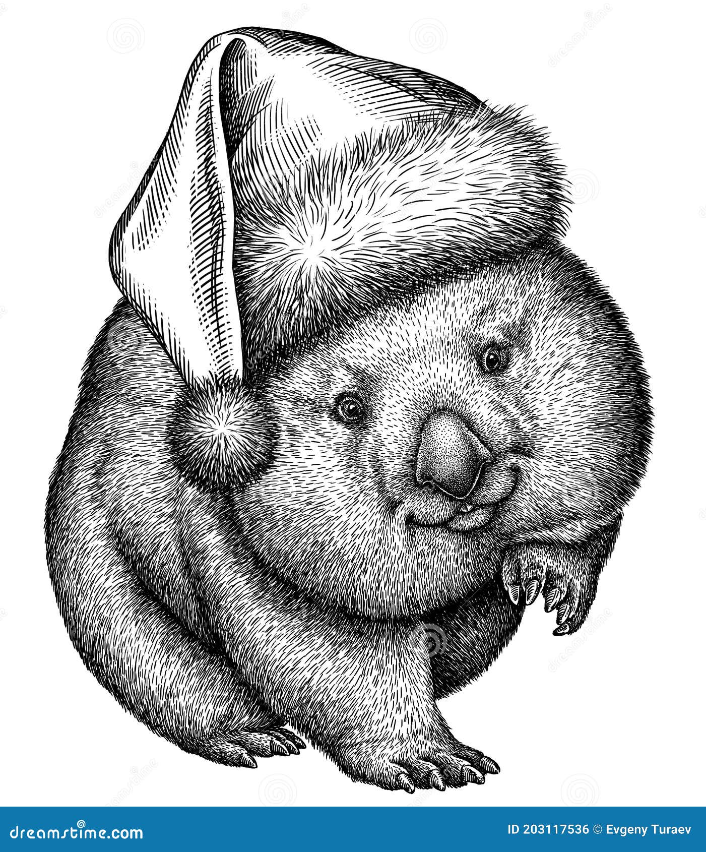 Wombat Vombatidae, Realistic Drawing Stock Illustration | CartoonDealer ...