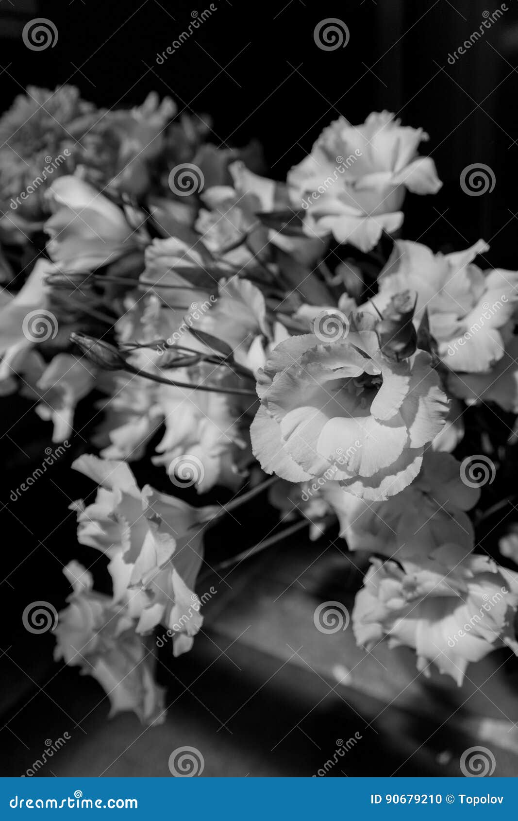 Black and White Eustoma Flowers Stock Photo - Image of beauty, green ...
