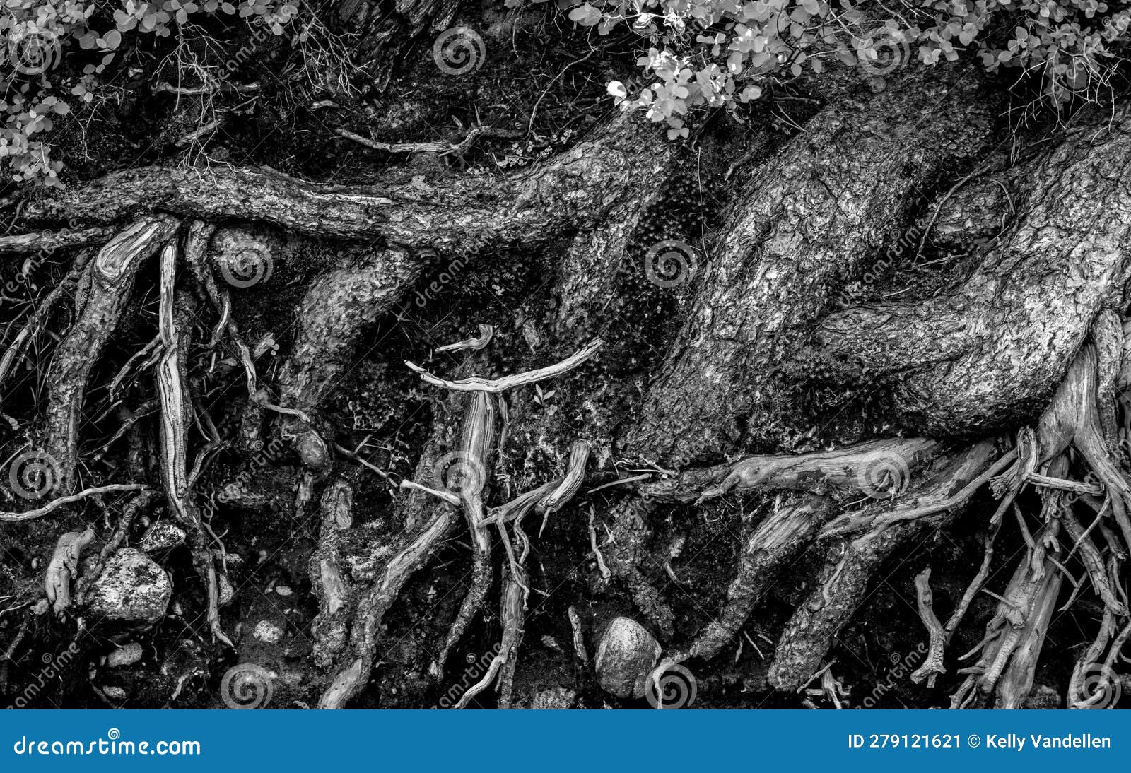 Black and White Exposed Roots Along Creek Edge Stock Image - Image of ...