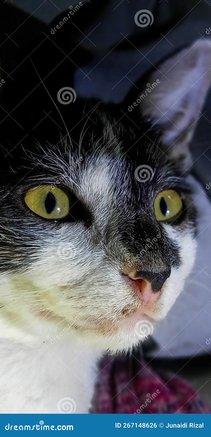 Black white face cat stock photo. Image of nose, kitten - 267148626