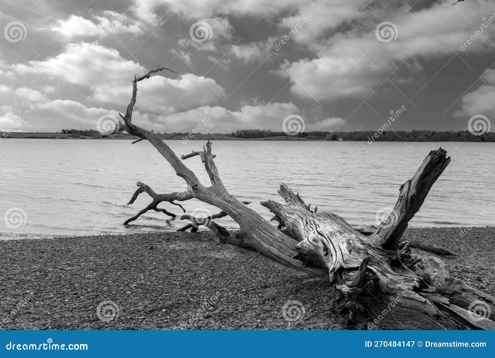 Black and White Fallen Tree River Scene Stock Image - Image of root ...