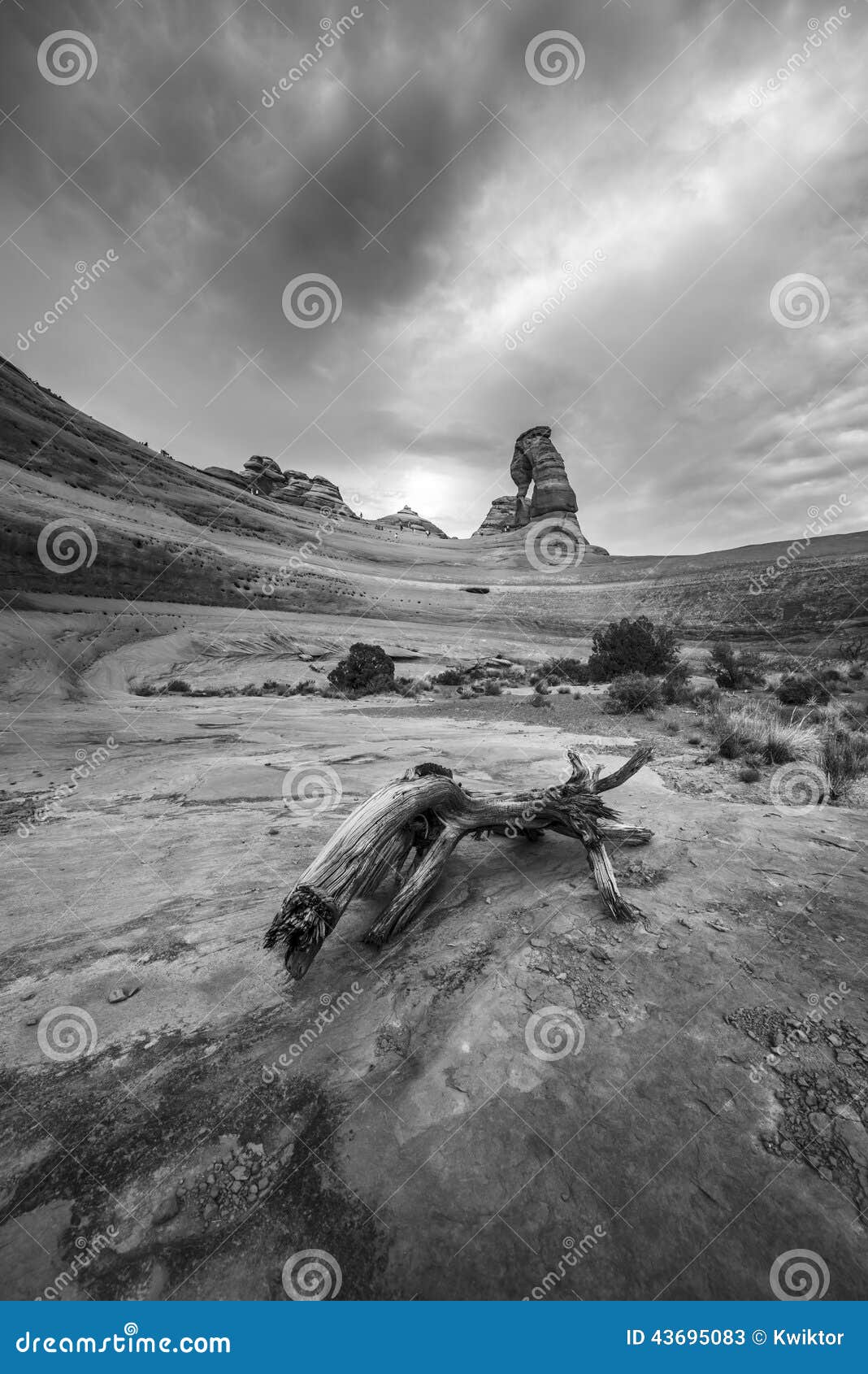 Black and White Fallen Tree with View Delicate Arch Stock Image - Image ...