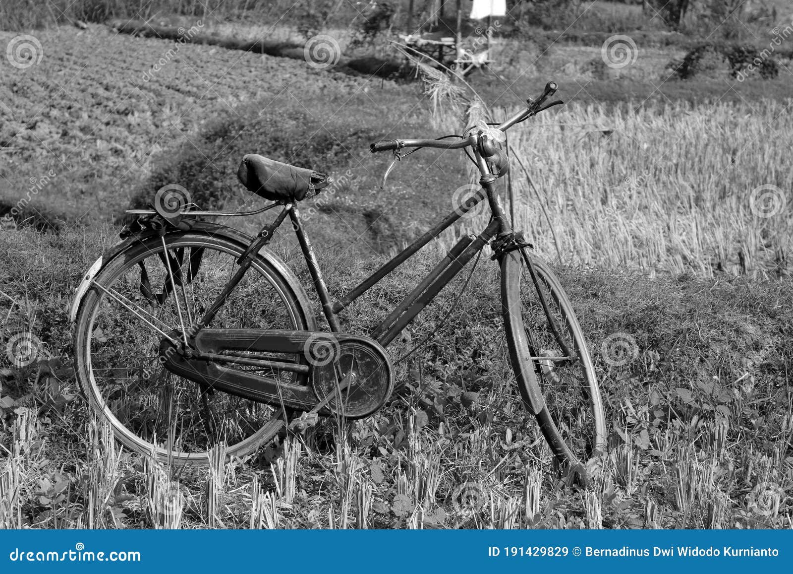 Black and White Bicycle in the Middle of Rice Fields Stock Image ...