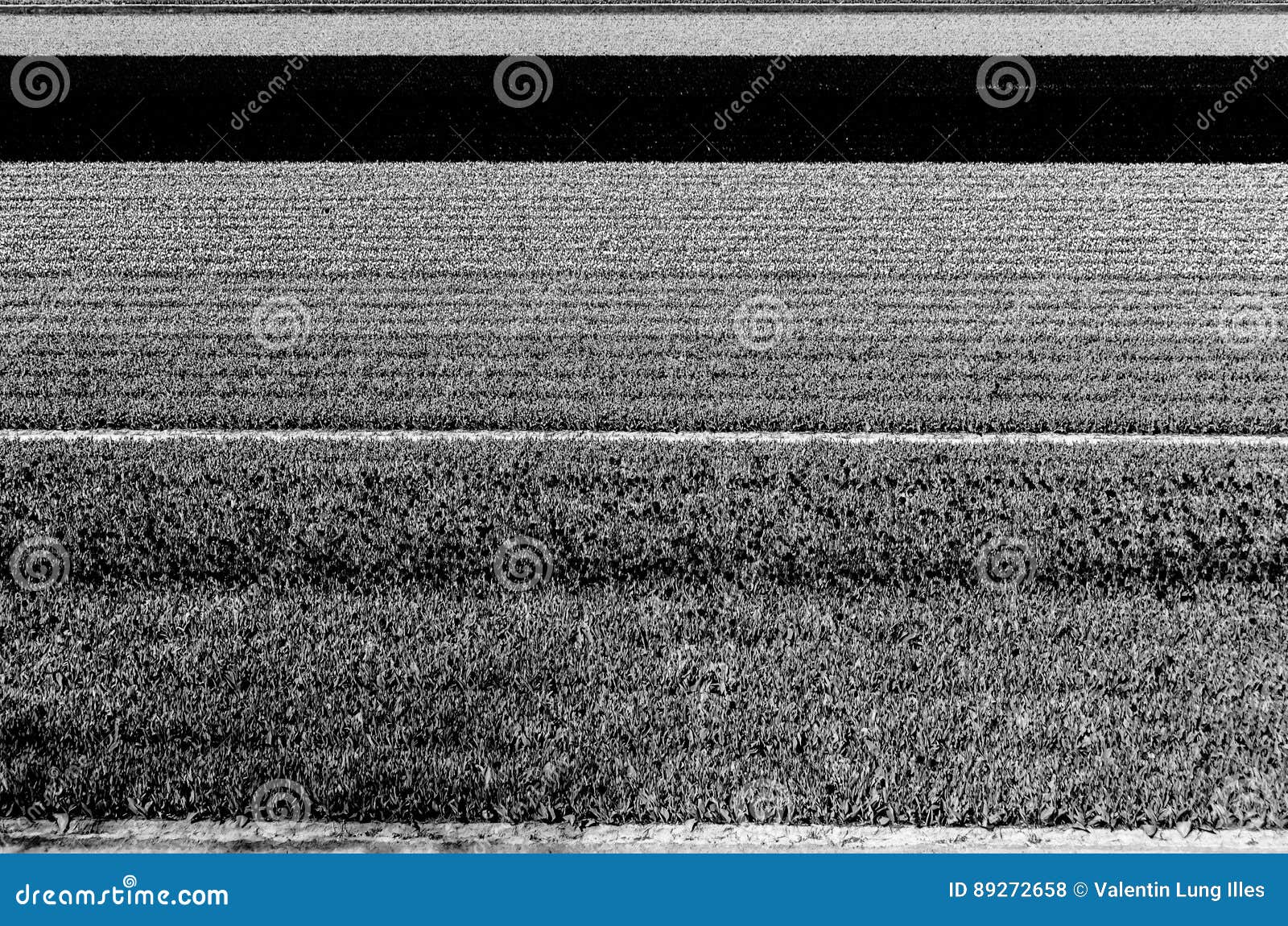 Black and White Field Background Stock Photo - Image of flora ...