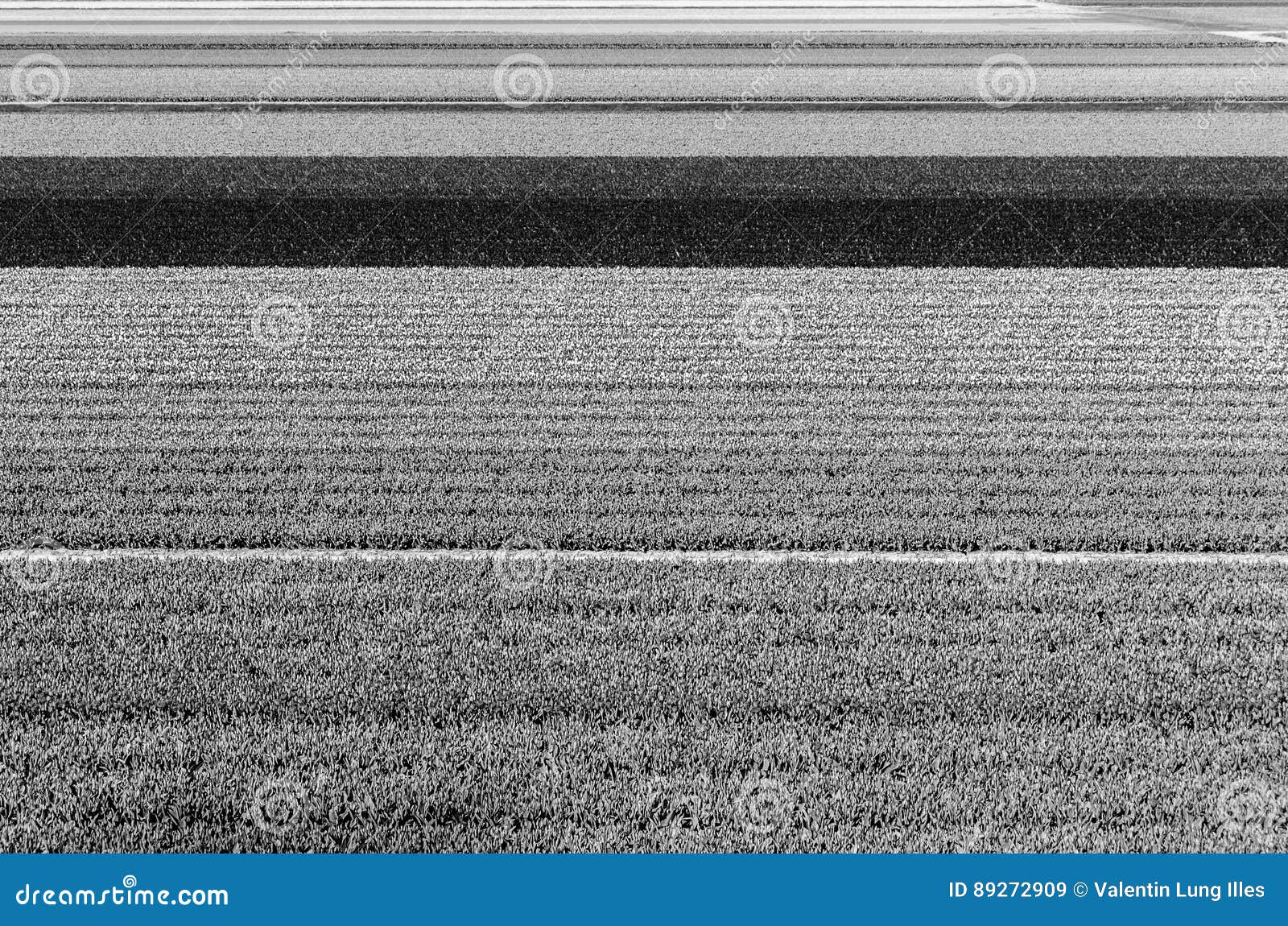 Black and White Field Background Stock Image - Image of field, natural ...
