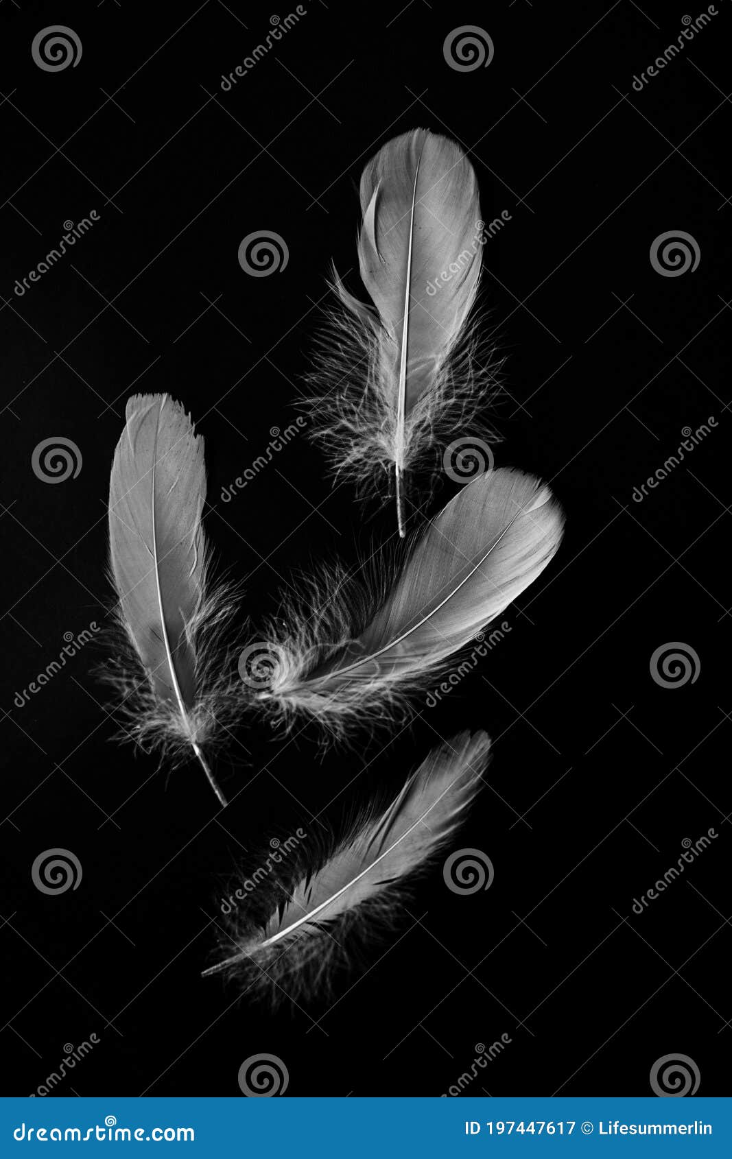 Black and White Fine Art Photos of Feathers on Black Background with ...