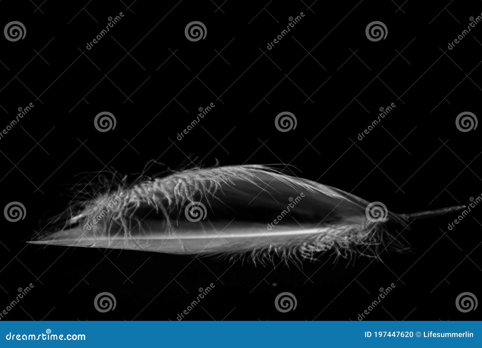 Black and White Fine Art Photos of Feathers on Black Background with ...