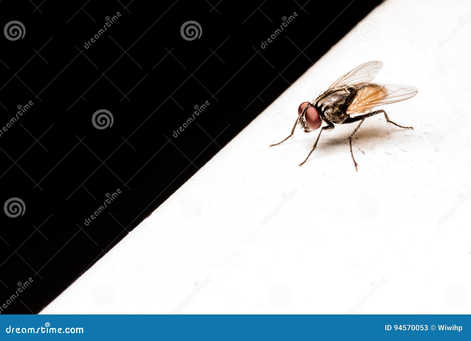 Black White Flies stock image. Image of pest, parasite - 94570053