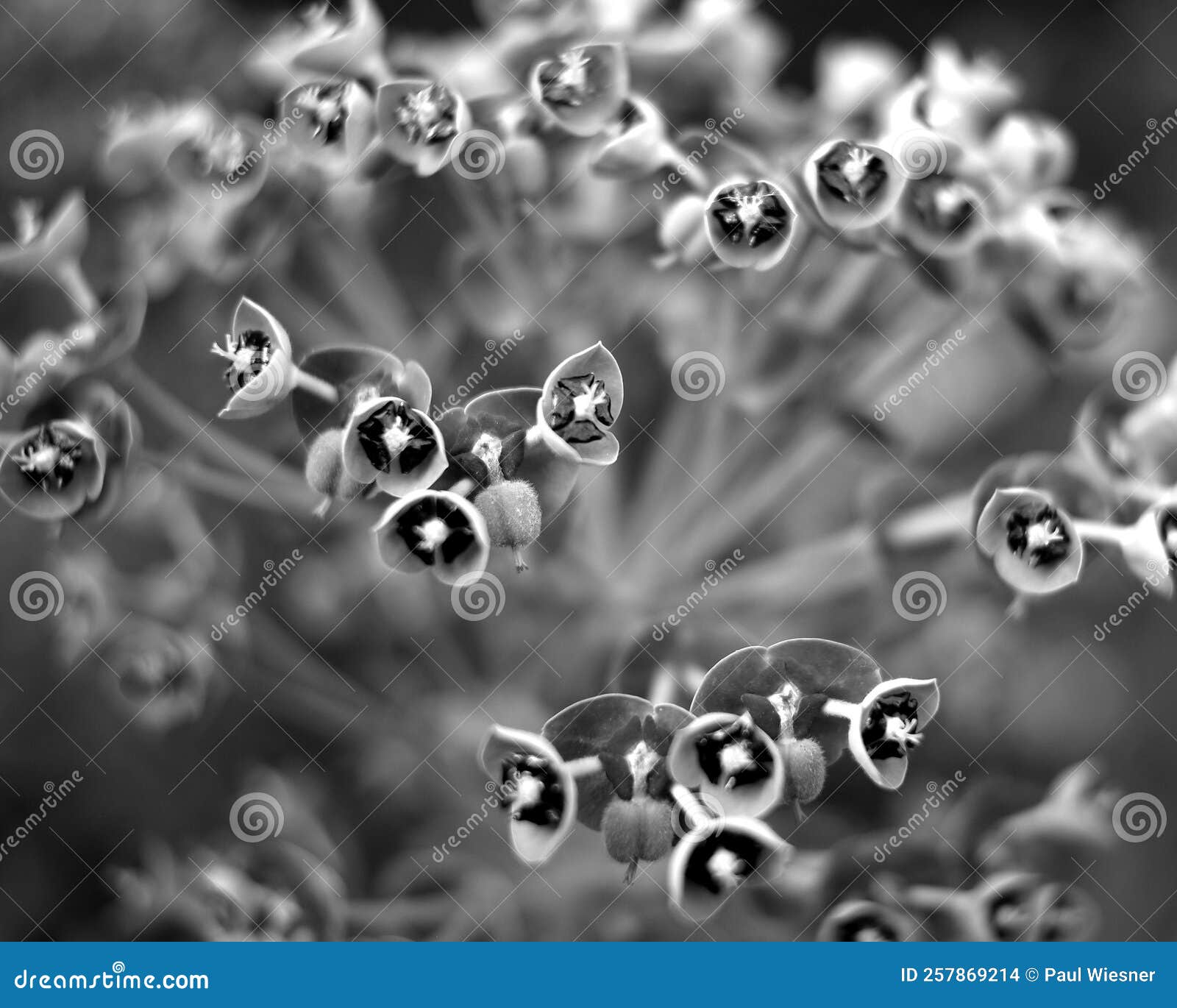 Black and White Flower Head Different Looking Garden Stock Photo ...