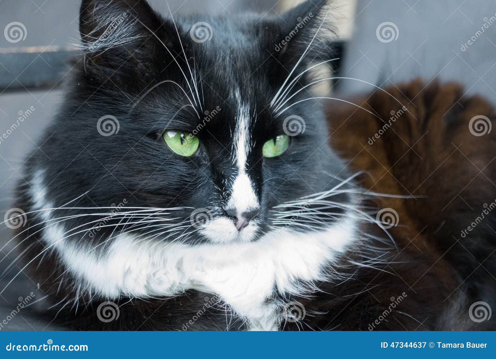 Black and white fluffy cat stock image. Image of beautiful - 47344637
