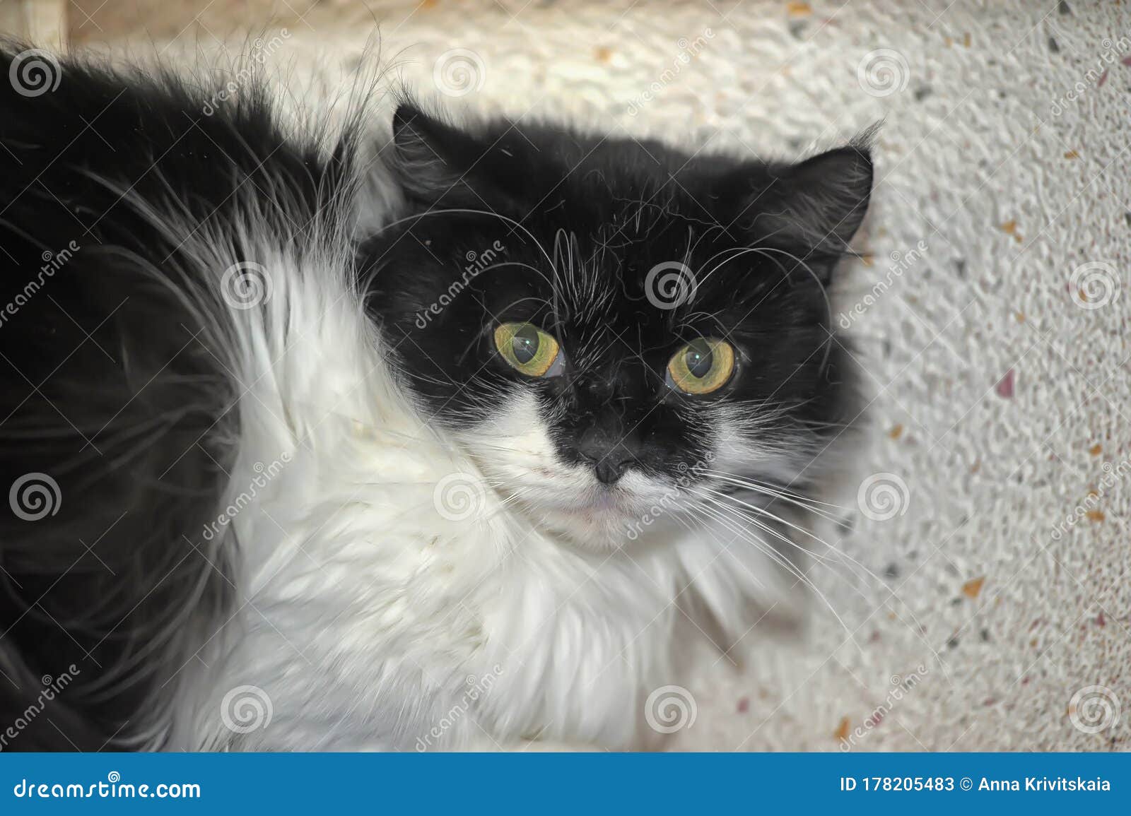 Black and white fluffy cat stock image. Image of close - 178205483