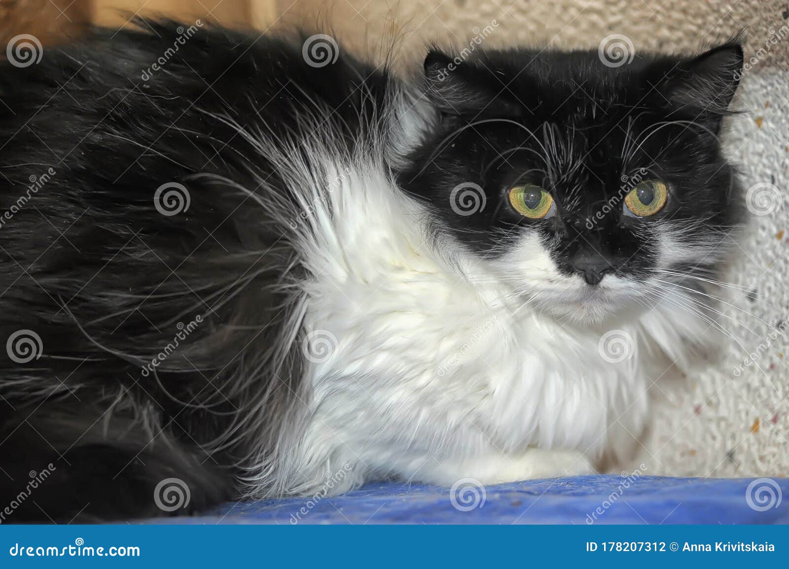 Black and white fluffy cat stock photo. Image of animal - 178207312