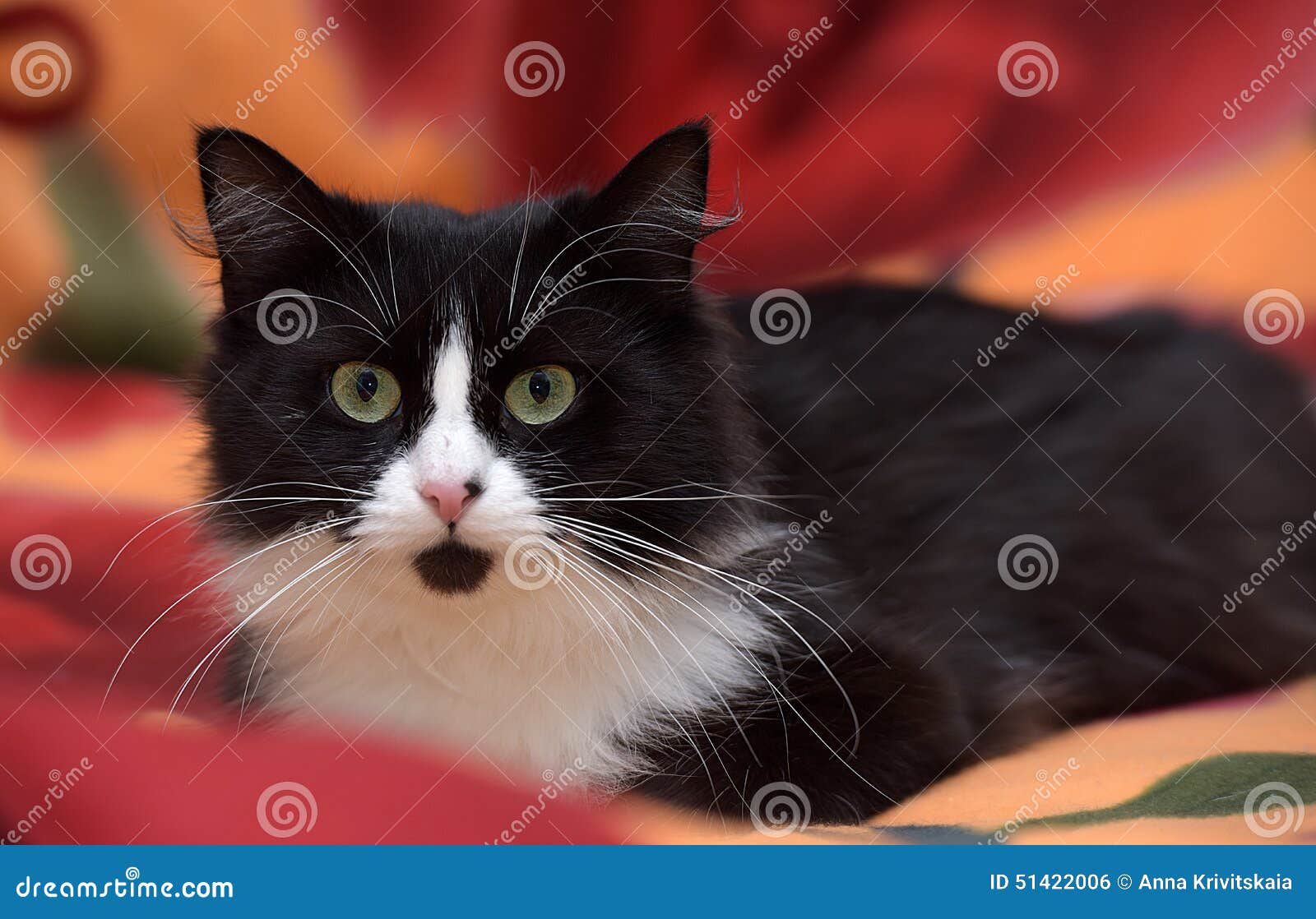Black with White Fluffy Cat Stock Photo - Image of feline, black: 51422006