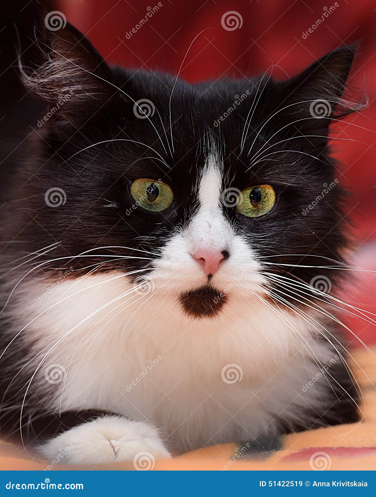 Black with White Fluffy Cat Stock Image - Image of animal, food: 51422519