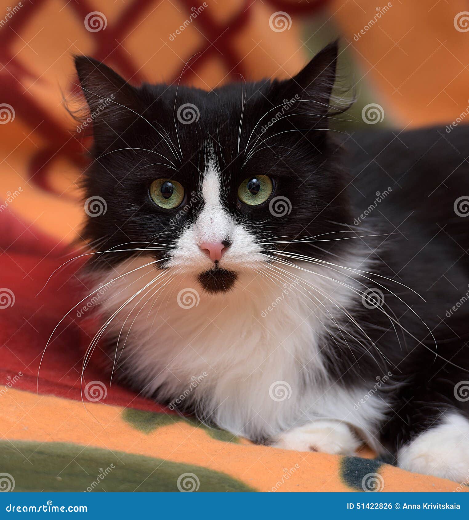 Black with White Fluffy Cat Stock Photo - Image of gray, elegant: 51422826