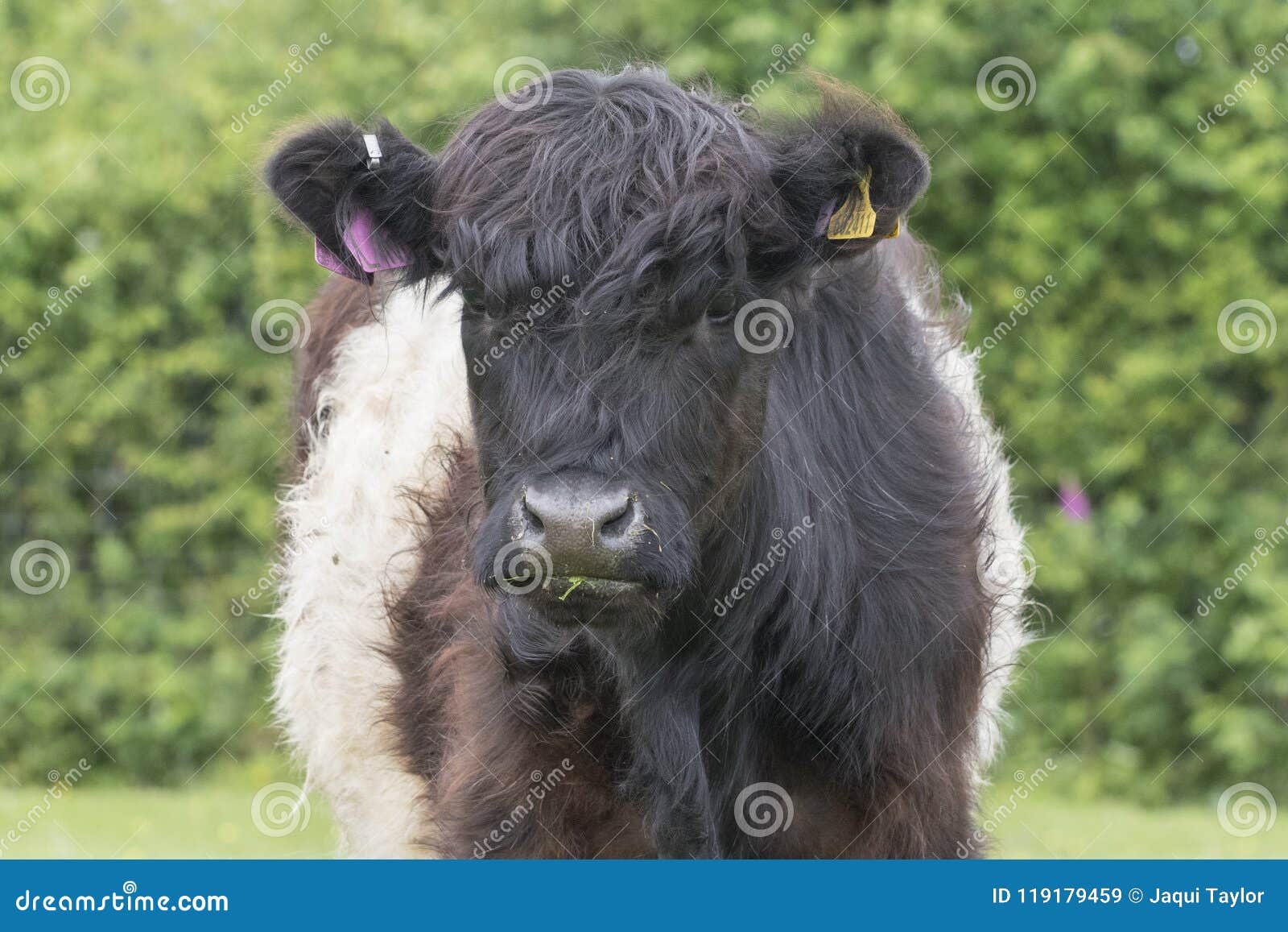 A Black and White Fluffy Cow Stock Image - Image of ears, black: 119179459
