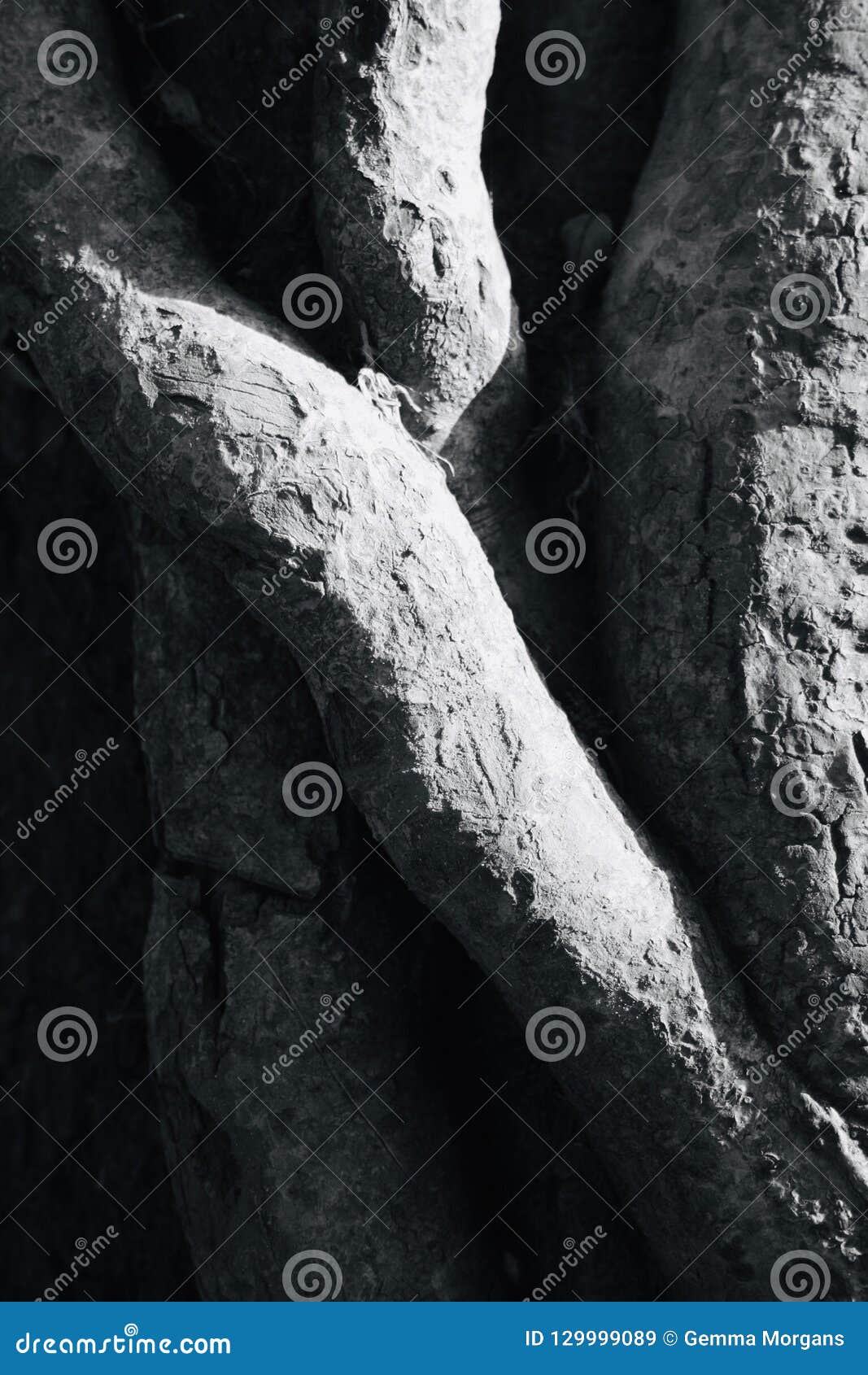 Intertwining Trees stock image. Image of black, intertwining - 129999089