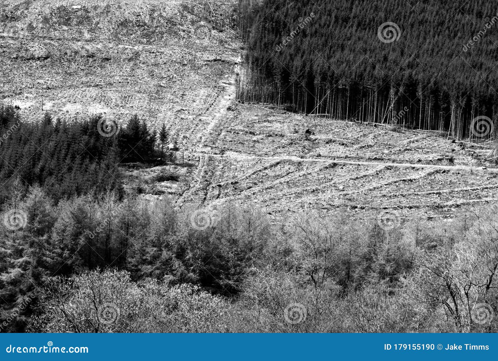 Black and White Forest Landscape of the Brecon Beacons, Wales Stock ...