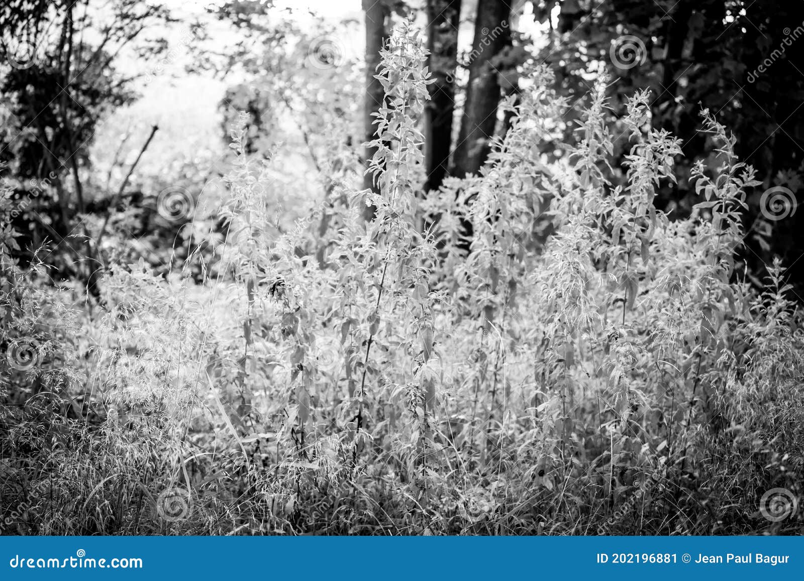 A Black and White Forest Scene with Trees and Grasses Stock Image ...