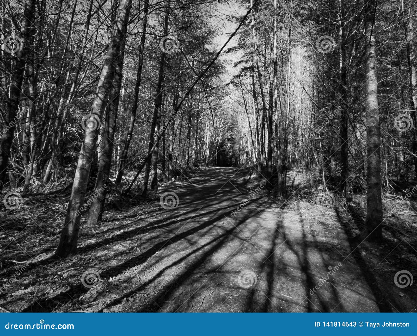 Shadows and Light Make Interesting Patterns on Dirt Path Stock Image ...