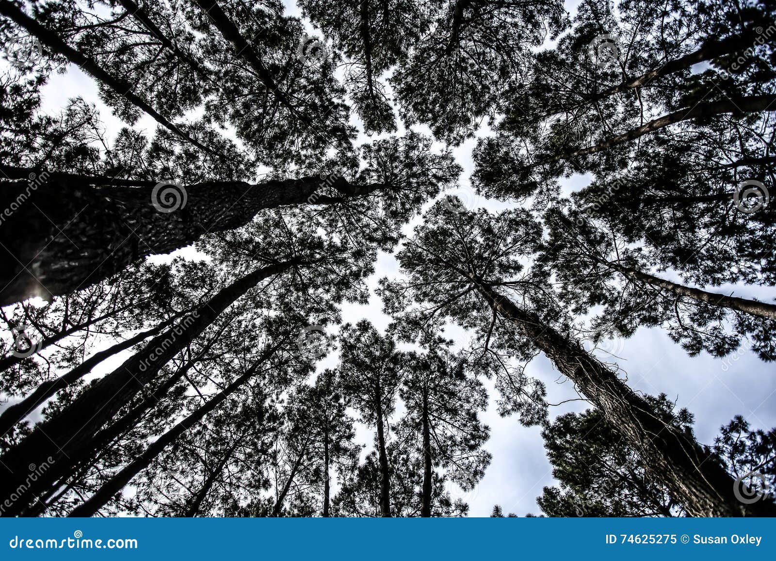 Black and White Forest Trees Converging Stock Image - Image of trees ...