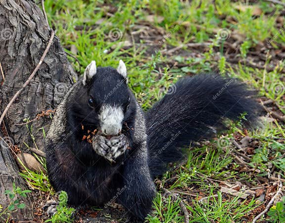 Black and White Fox Squirrel Stock Image - Image of black, coastal ...