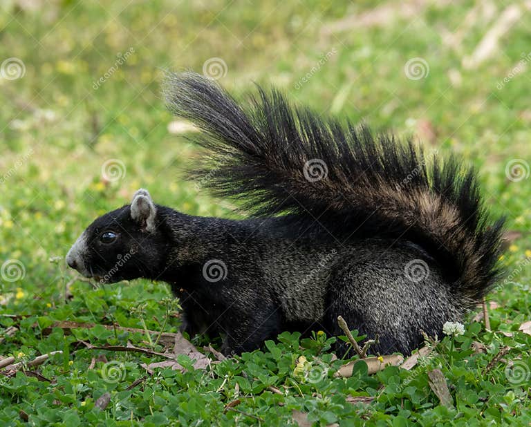 Black and White Fox Squirrel Stock Image - Image of baldcypress, nature ...