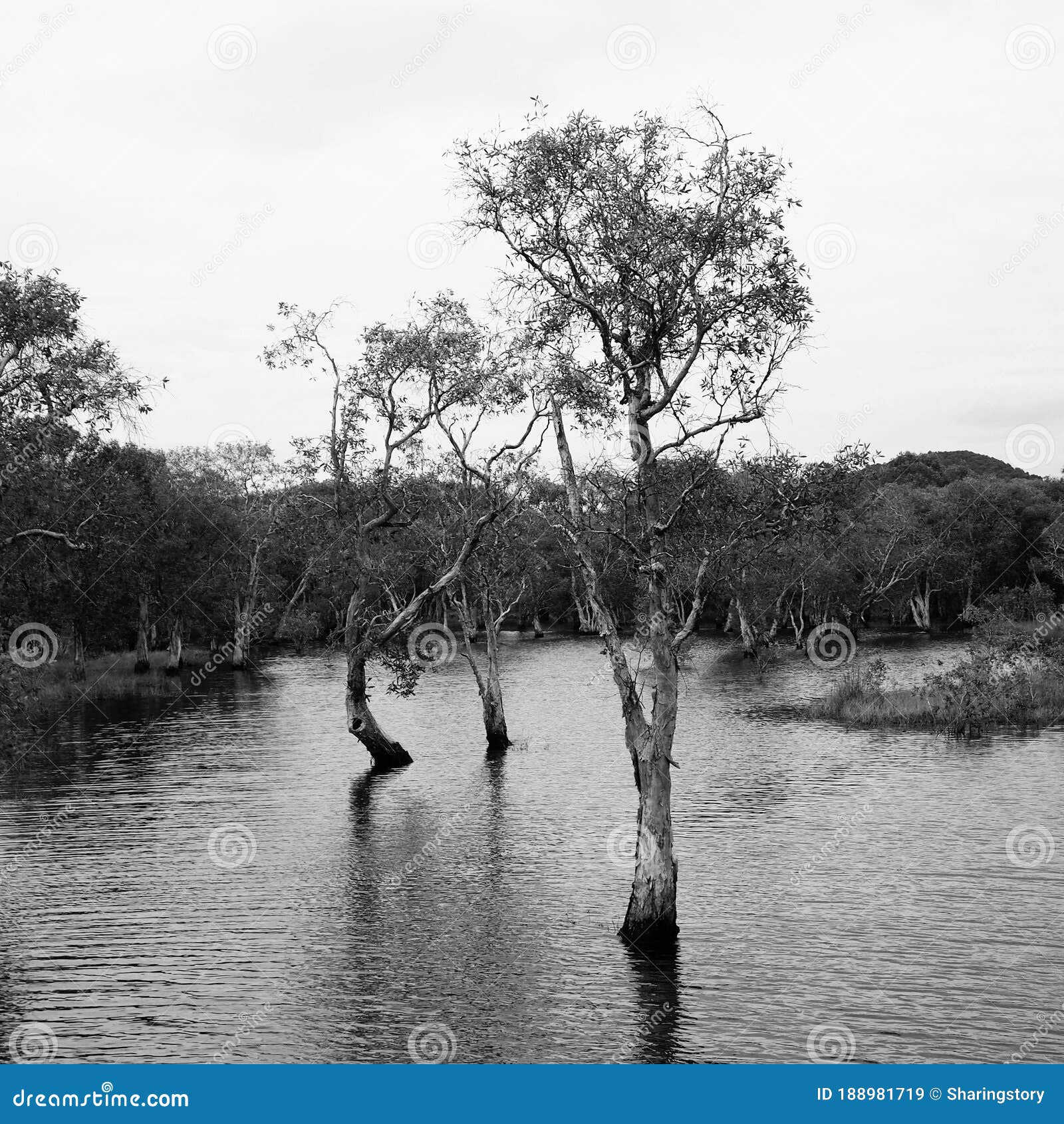 Black and White Freshwater Swamp Forest Stock Image - Image of ...