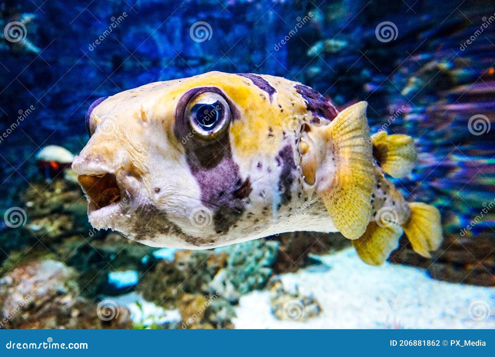 Fugu Fish Royalty-Free Stock Photography | CartoonDealer.com #23177603