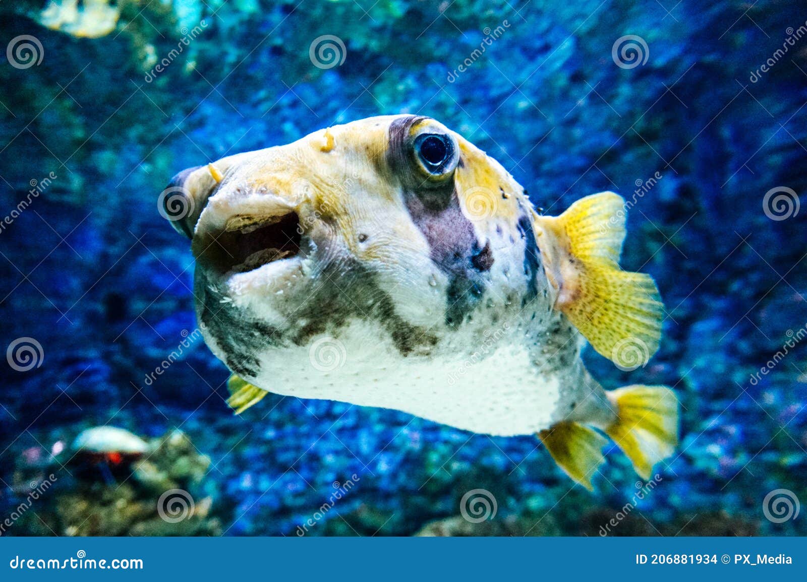 Fugu Fish Royalty-Free Stock Photography | CartoonDealer.com #23177603