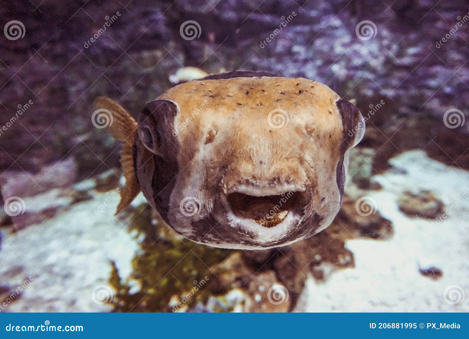 Japanese fugu fish stock image. Image of fish, japanese - 206881995